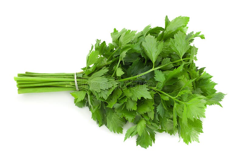 Hierba de apio leafy foto de archivo. Imagen de apio - 200162990