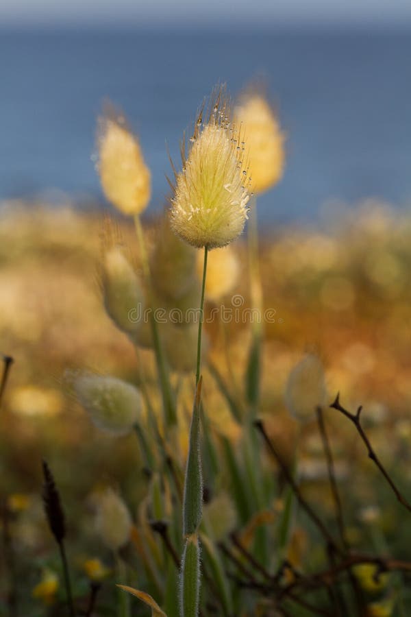 Hierba De La Cola De La Liebre Foto de archivo - Imagen de gotas ...