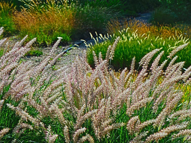 imágenes comunes del Flores De La Juncia - los derechos de la ...