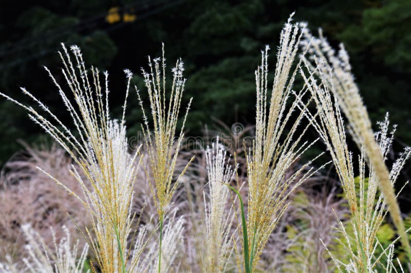 Hierba de pampa japonesa imagen de archivo. Imagen de hierba - 101135985