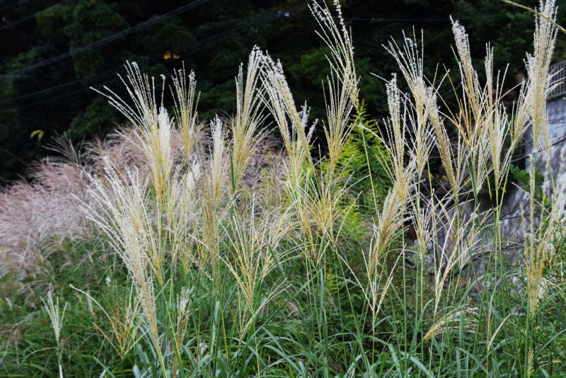 Hierba de pampa japonesa imagen de archivo. Imagen de planta - 101136055