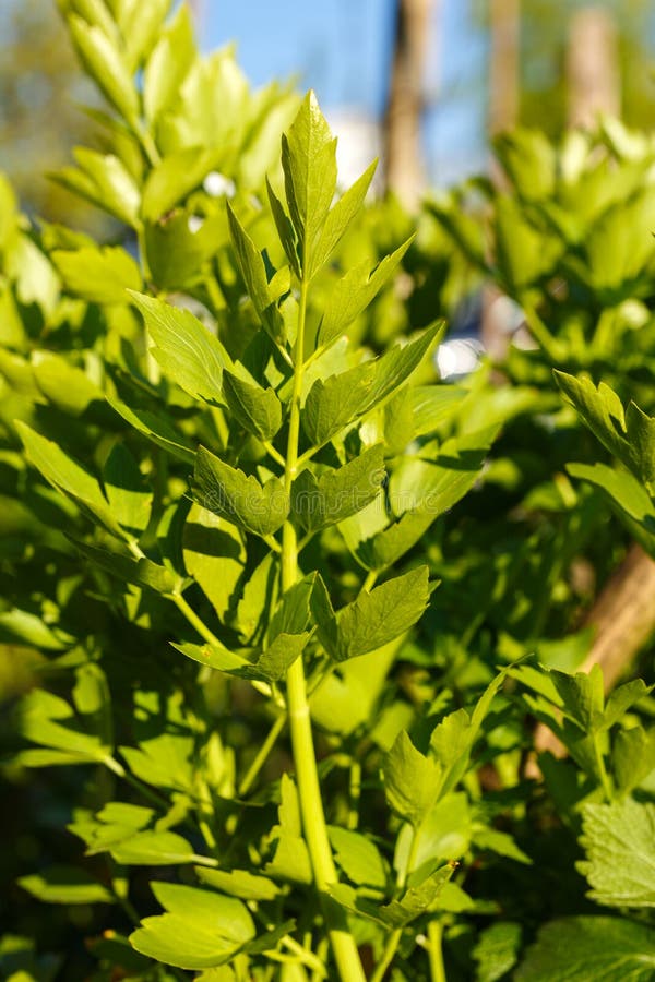 Hierba del apio de monte imagen de archivo. Imagen de verde - 70560221