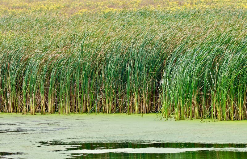 Pista verde del pantano imagen de archivo. Imagen de pacífico - 15358921