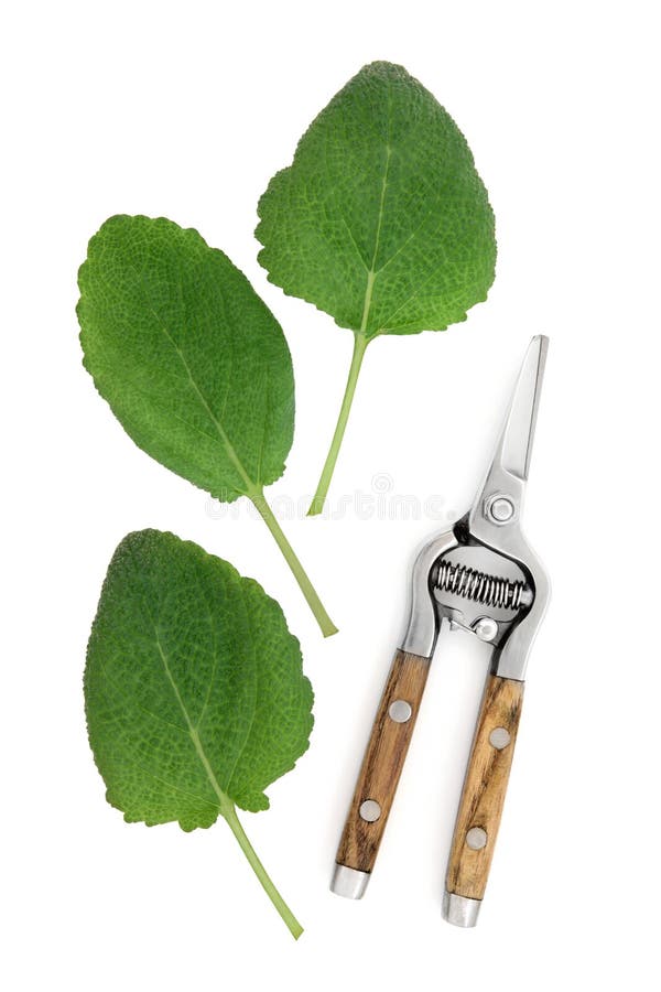 Hierba del sabio de Clary imagen de archivo. Imagen de hierba - 27326707