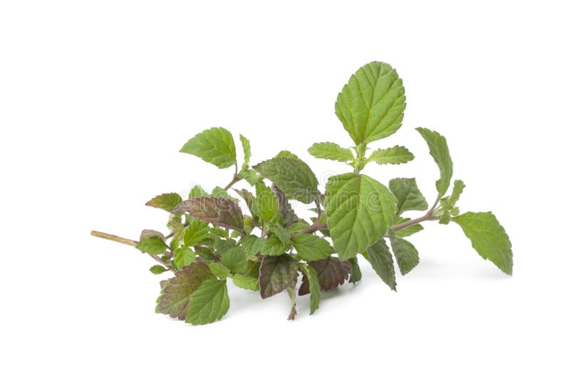 Hierba dulce azteca fresca imagen de archivo. Imagen de ramita - 24995025