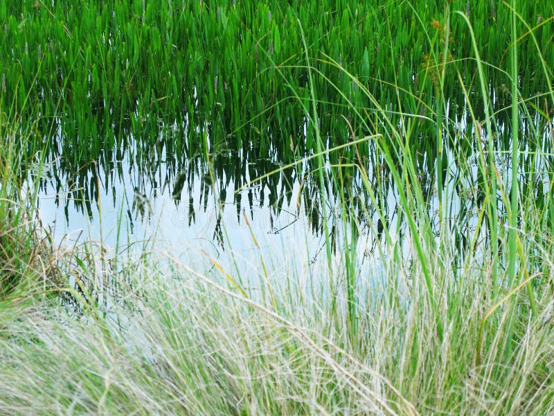 Pasto Dulce Hierochloe Odorata Mannagrass Anthoxanthum Odoratum ...