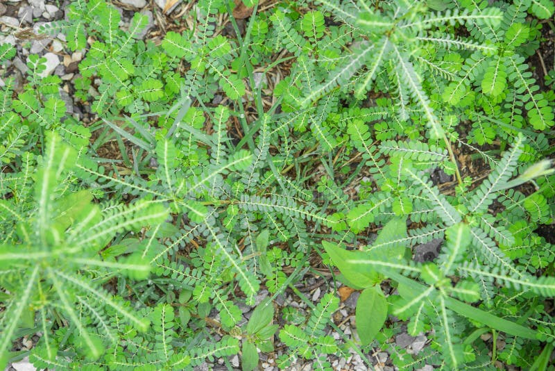 Hierba en la grava foto de archivo. Imagen de resorte - 125068688