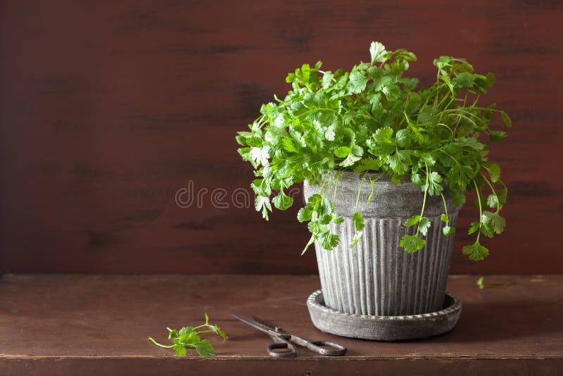 Hierba Fresca Del Cilantro En Maceta Imagen de archivo - Imagen de ...