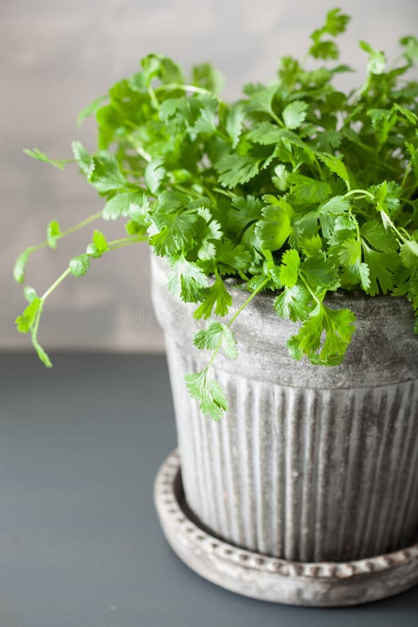 Hierba Fresca Del Cilantro En Maceta Imagen de archivo - Imagen de ...