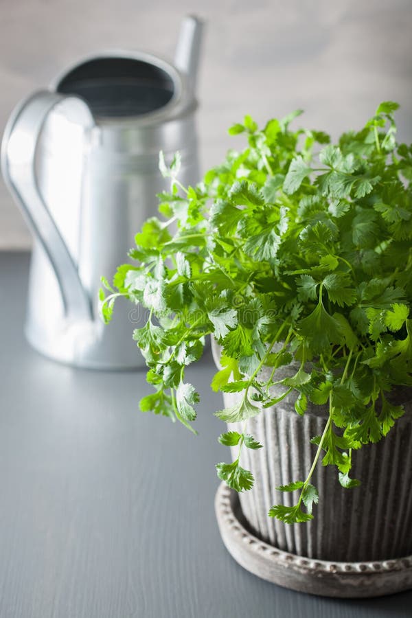 Hierba Fresca Del Cilantro En Maceta Imagen de archivo - Imagen de ...