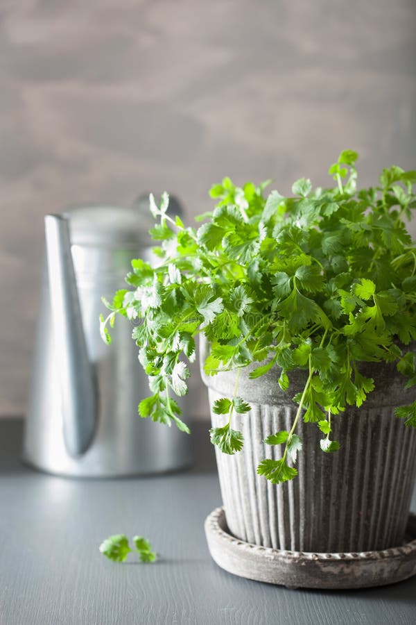 Hierba Fresca Del Cilantro En Maceta Imagen de archivo - Imagen de ...