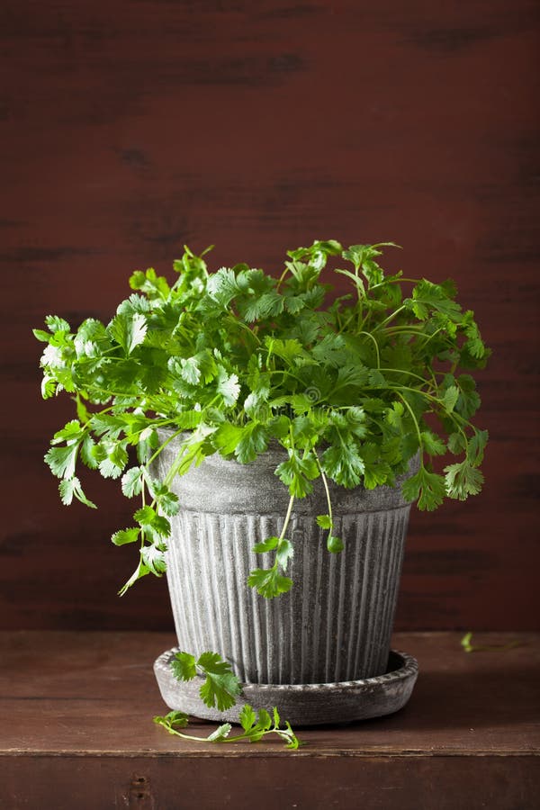 Hierba Fresca Del Cilantro En Maceta Imagen de archivo - Imagen de ...