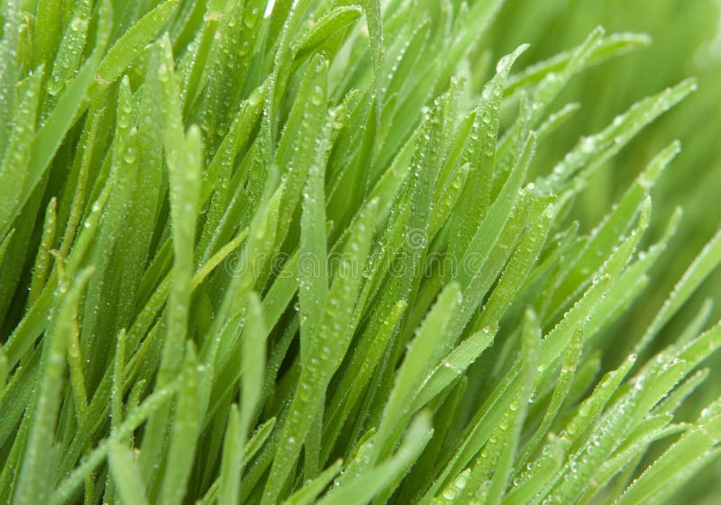 Hierba hermosa imagen de archivo. Imagen de ambiente, hierba - 2608489