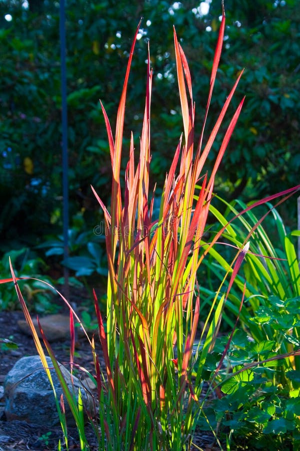 Hierba Japonesa De La Sangre Imagen de archivo - Imagen de planta, cubo ...