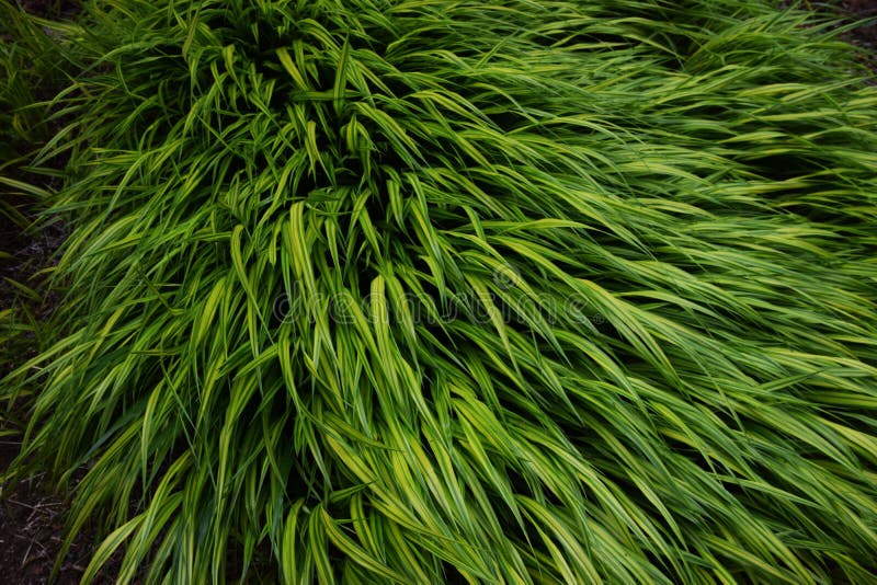 Hierba japonesa del bosque imagen de archivo. Imagen de amarillo ...