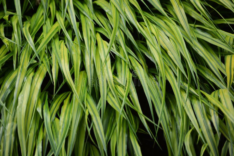 Hierba japonesa del bosque imagen de archivo. Imagen de amarillo ...