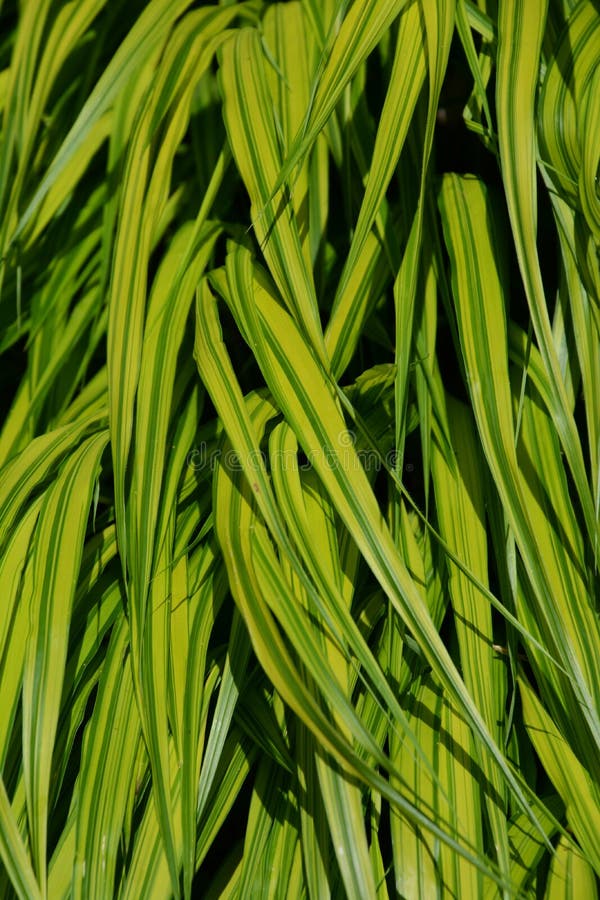 Hierba japonesa del bosque imagen de archivo. Imagen de amarillo ...