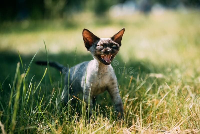Hierba Joven De Gray Devon Rex Kitten Meowing in Green De Pelo Corto ...