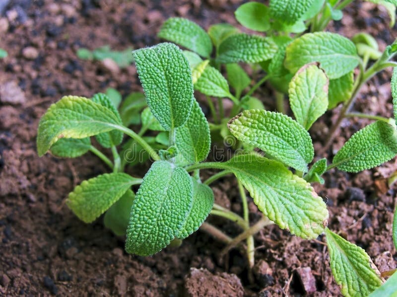 Hierba Medicinal Sabia Producida En Casa Foto de archivo - Imagen de ...