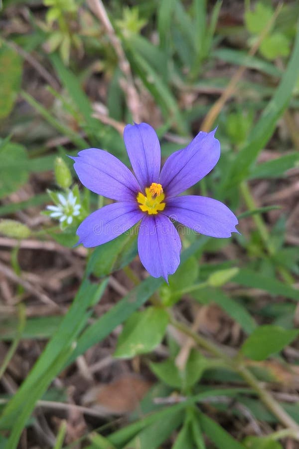 Hierba Observada Azul Occidental Imagen de archivo - Imagen de tierra ...