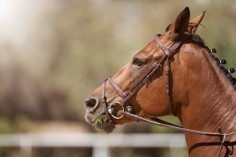 Hierba Para Masticar Cabeza De Caballo Imagen de archivo - Imagen de ...