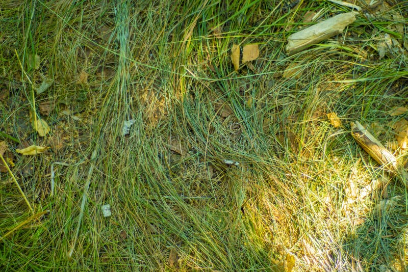 Hierba Pisoteada Con Manchas Solares Foto de archivo - Imagen de ...