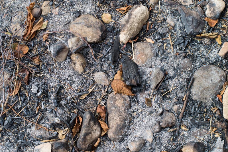 Hierba Quemada, Tierra Quemada Imagen de archivo - Imagen de peligro ...