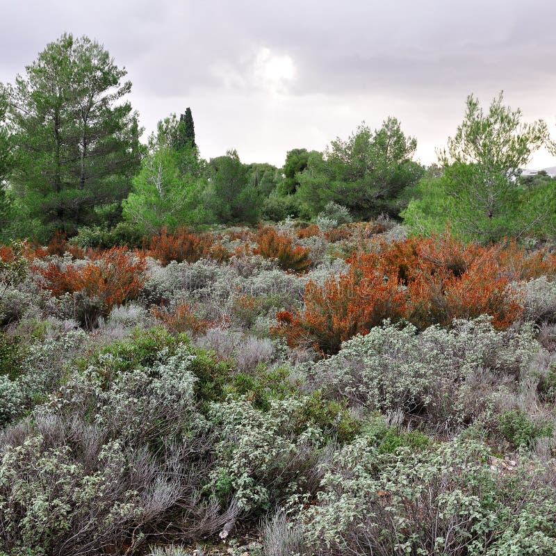 Hierba sabia imagen de archivo. Imagen de verde, cubo - 13377489