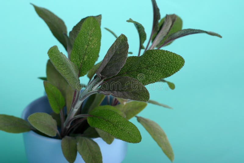 Salvia foto de archivo. Imagen de hierba, planta, frescura - 787526