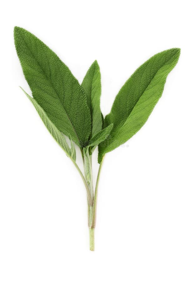 Hierba - sabio imagen de archivo. Imagen de alimento - 21920663