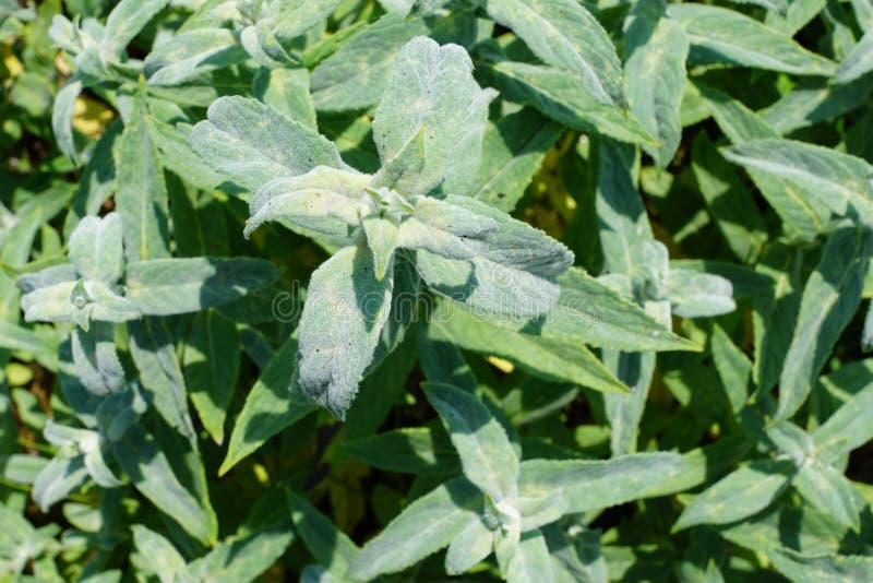 Hierba sana sabia imagen de archivo. Imagen de paisaje - 96014089