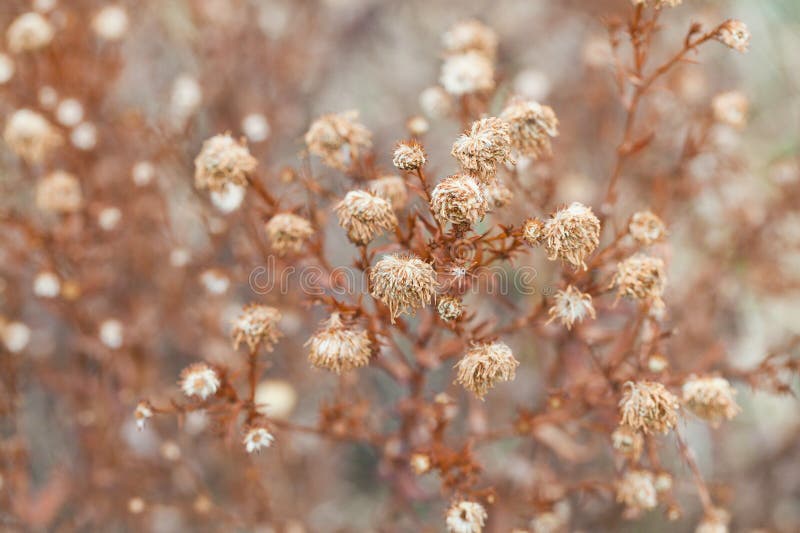 Hierba seca foto de archivo. Imagen de textura, cierre - 55591120