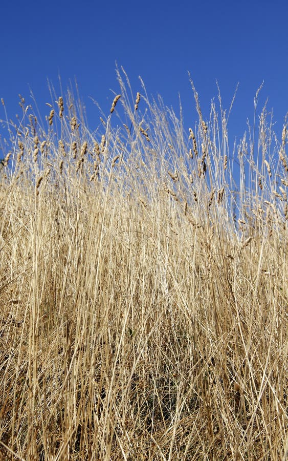 Hierba seca imagen de archivo. Imagen de dorado, primer - 53084871