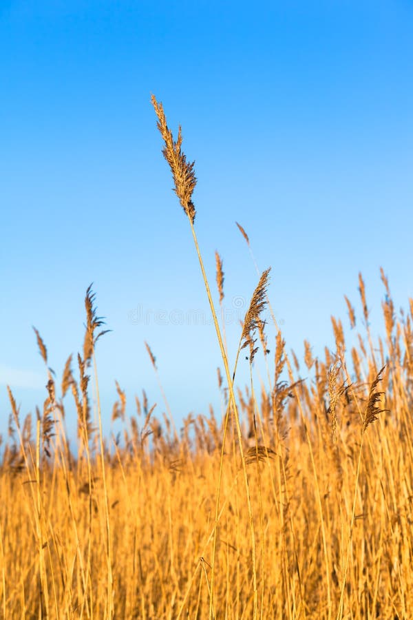 Hierba seca alta foto de archivo. Imagen de alto, éxito - 85280542