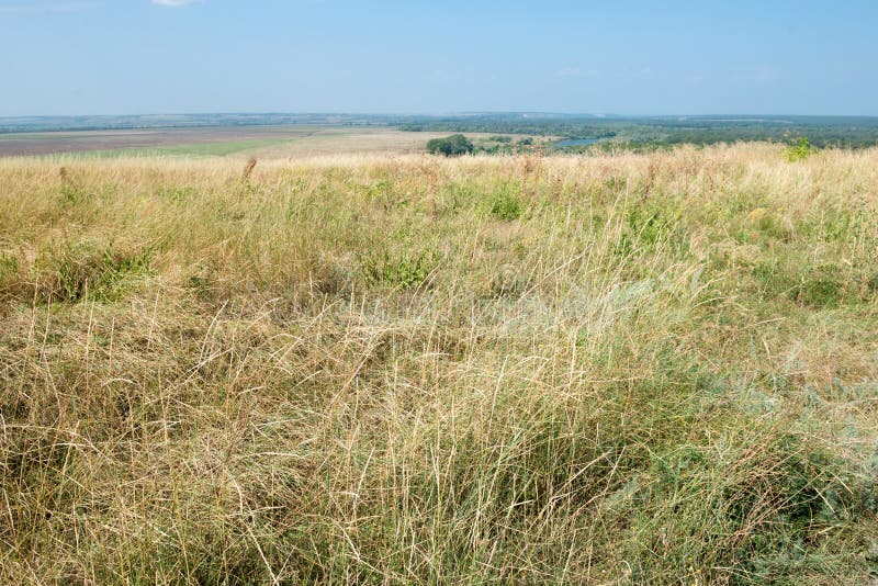Hierba seca imagen de archivo. Imagen de exterior, travieso - 239002429