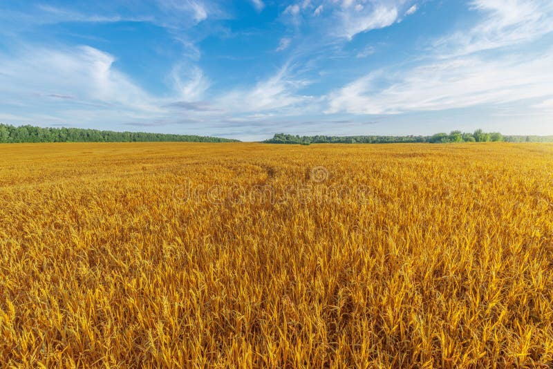 Hierba seca en el campo foto de archivo. Imagen de verano - 252881674