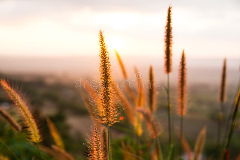 Hierba Seca En La Puesta Del Sol Foto de archivo - Imagen de campo ...