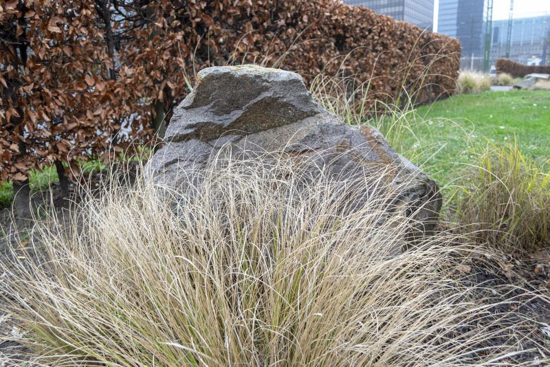 Hierba Seca Y Hojas En Una Ciudad Y Un Boulder Imagen de archivo ...