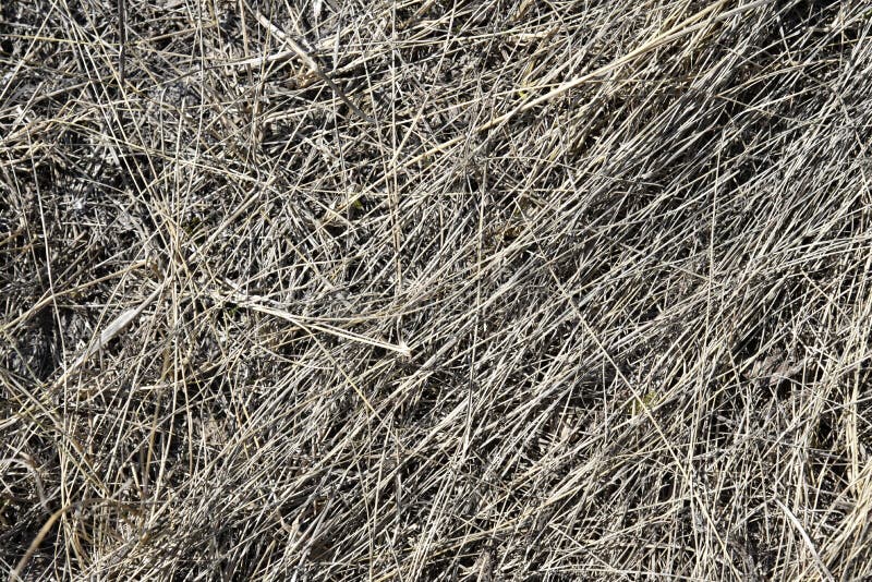 Hierba Seca Y Podrida En Primavera En El Vertedero Foto de archivo ...
