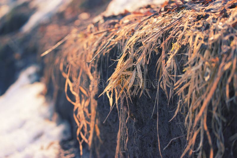 Hierba Seca Y Un Campo Nevoso Imagen de archivo - Imagen de flora ...