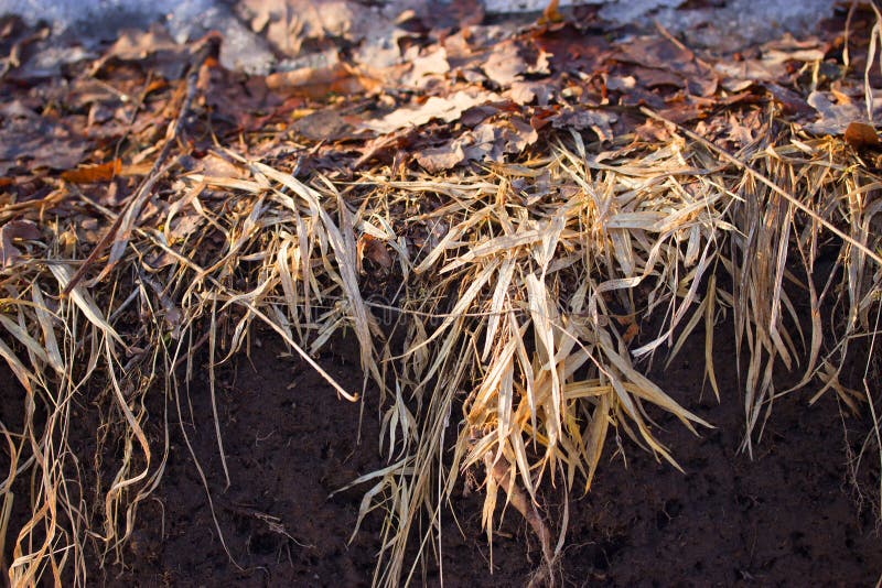 Hierba Seca Y Un Campo Nevoso Imagen de archivo - Imagen de crezca ...
