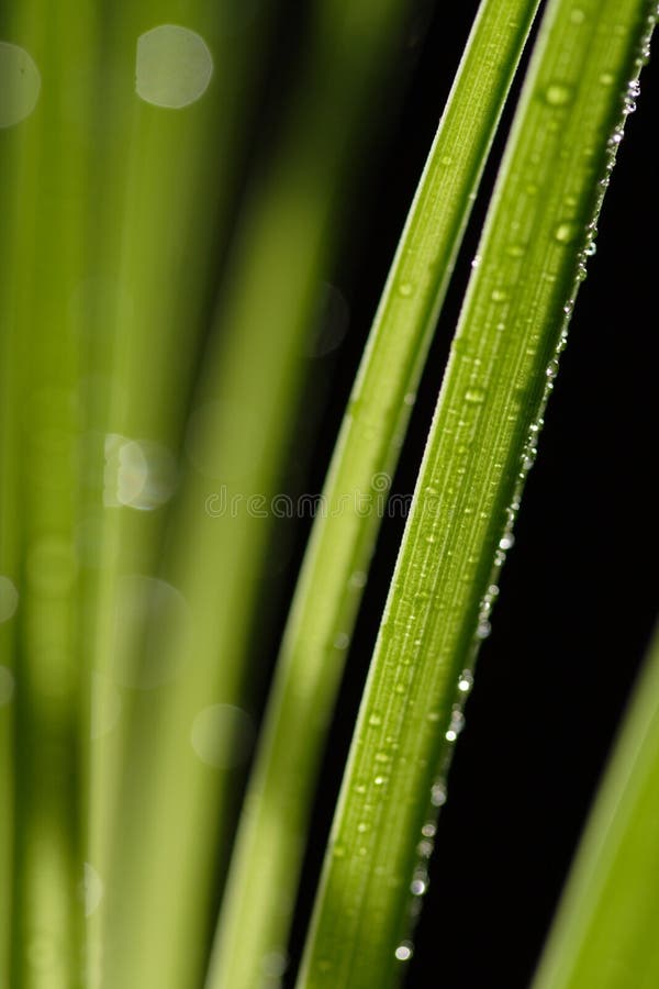 Hierba verde imagen de archivo. Imagen de gotas, hoja - 13463907