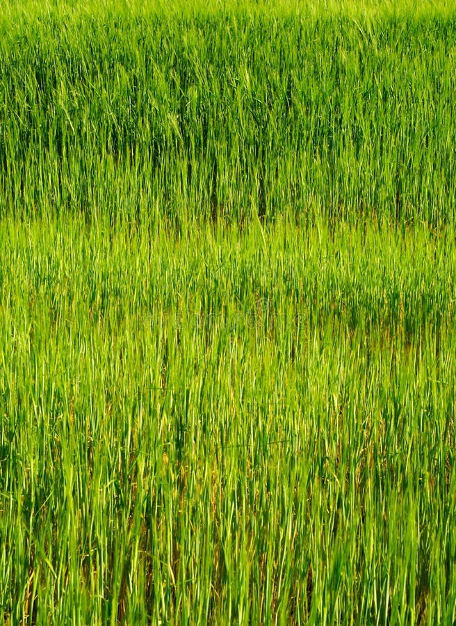 Hierba verde imagen de archivo. Imagen de nadie, agricultura - 14926317