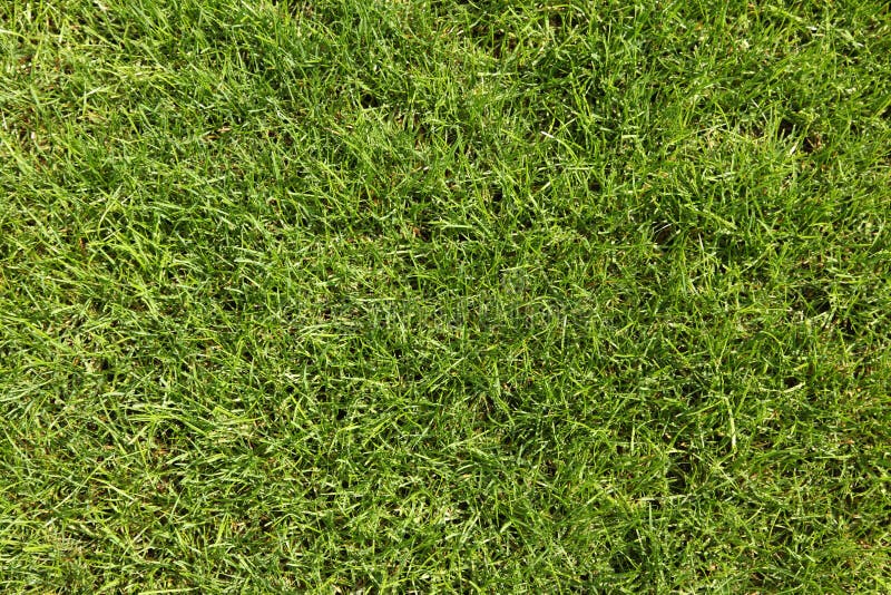 Hierba verde imagen de archivo. Imagen de planta, exterior - 19886973