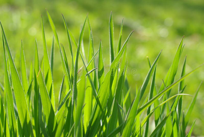 Hierba verde imagen de archivo. Imagen de brillante, verde - 2304293