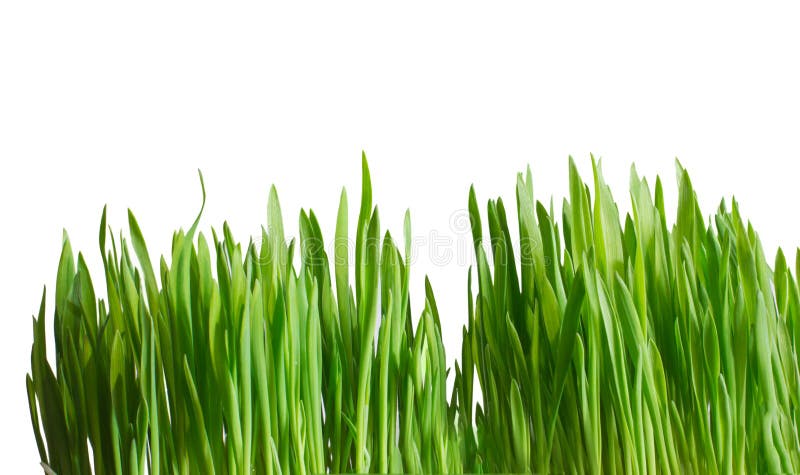 Hierba verde foto de archivo. Imagen de sunlight, base - 29569964