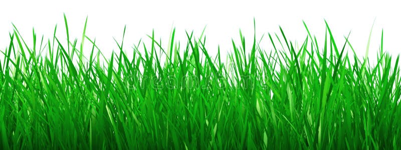 Hierba verde foto de archivo. Imagen de aislado, campo - 3231808