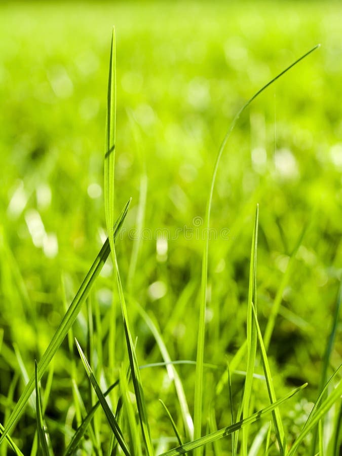 Hierba verde foto de archivo. Imagen de hierba, cubo, arte - 6602036