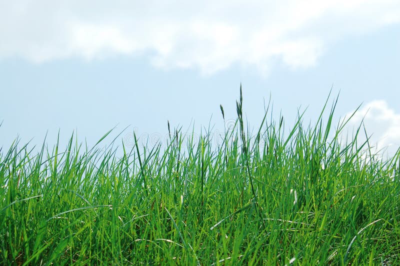 Frontera De La Hierba Verde En Blanco Imagen de archivo - Imagen de ...