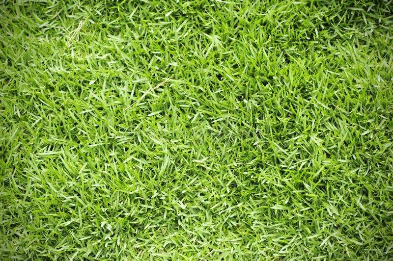 Hierba verde imagen de archivo. Imagen de flora, nuevo - 8017907